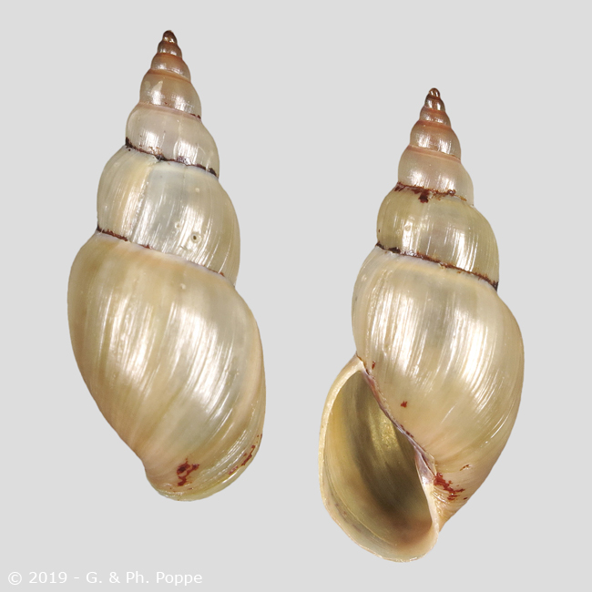 Shell Encyclopedia - Conchological MegaDatabase Iconographic Overview ...