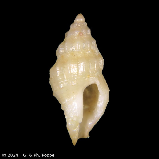 Featured Shells For Sale | Conchology