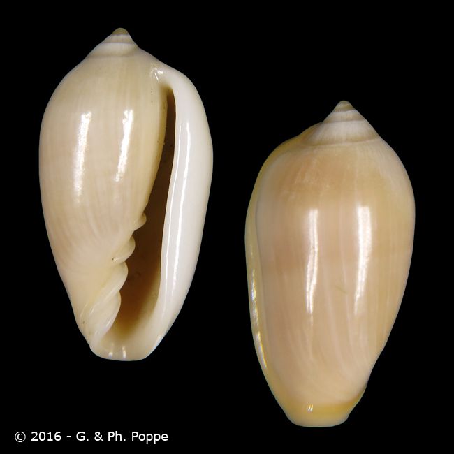 Featured Shells For Sale | Conchology
