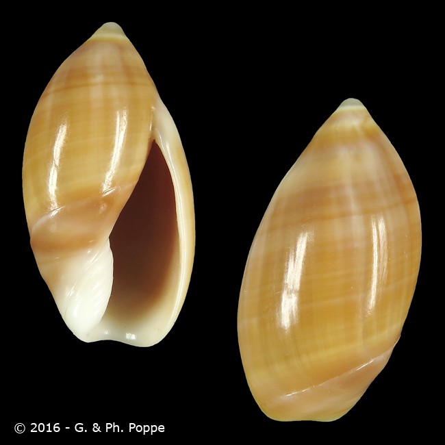 Rare for Sale | Conchology