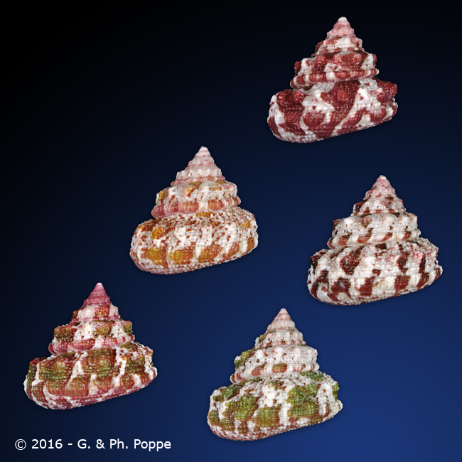 Shell Encyclopedia - Conchological MegaDatabase Iconographic Overview ...