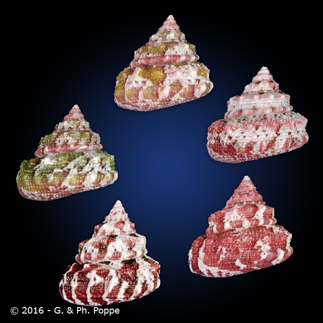 Shell Encyclopedia - Conchological MegaDatabase Iconographic Overview on Mollusks ...