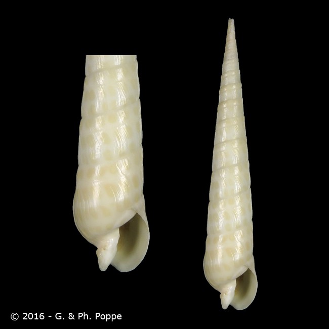 Shell Encyclopedia - Conchological MegaDatabase Iconographic Overview ...