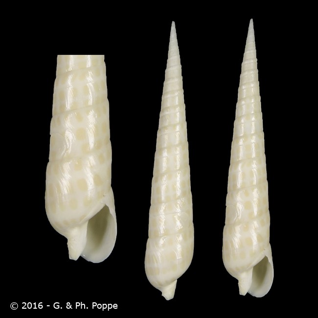 Shell Encyclopedia - Conchological MegaDatabase Iconographic Overview ...