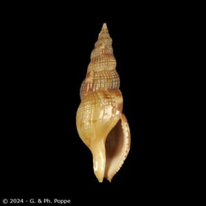 Shells For Sale Shown by Species: COLUBRARIIDAE for Sale