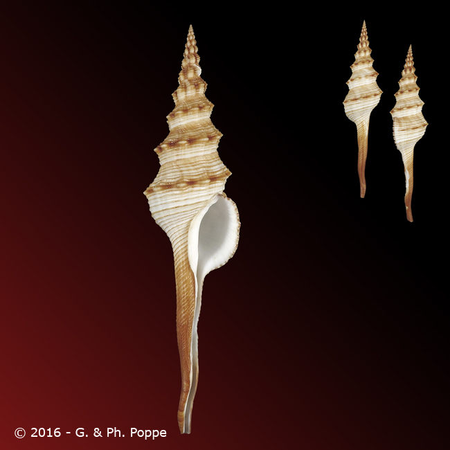 Shell Encyclopedia - Conchological MegaDatabase Iconographic Overview ...