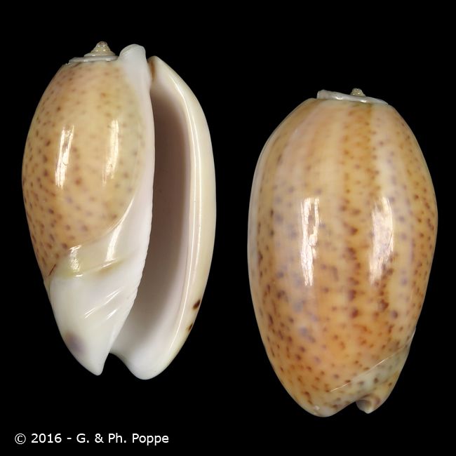 Featured Shells For Sale | Conchology