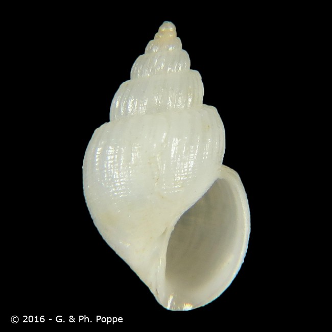 Featured Shells For Sale | Conchology