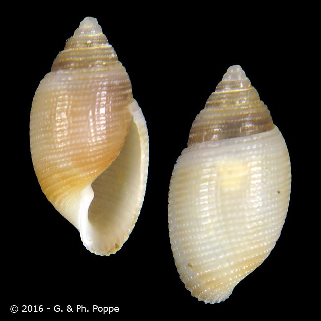 Shell Encyclopedia - Conchological MegaDatabase Iconographic Overview on Mollusks ...