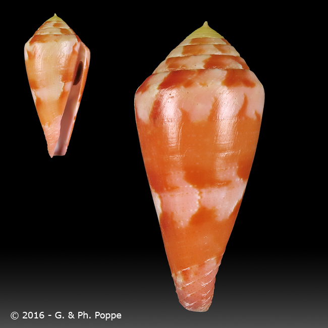 Shell Encyclopedia - Conchological MegaDatabase Iconographic Overview ...