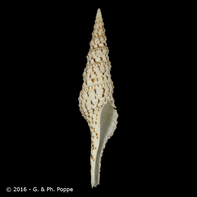 Featured Shells For Sale | Conchology