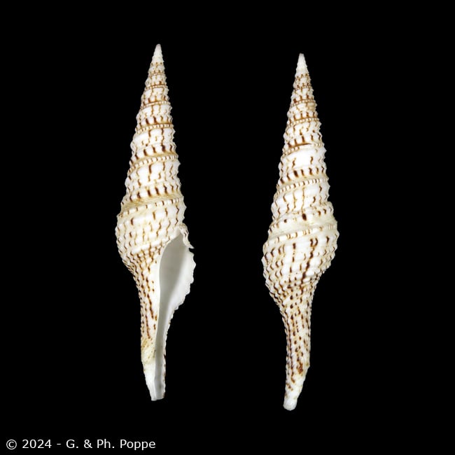 Featured Shells For Sale | Conchology