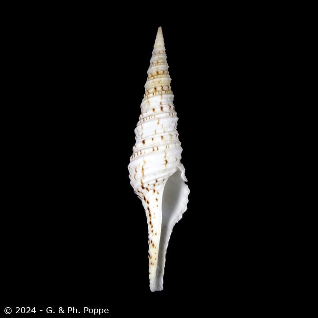 Featured Shells For Sale | Conchology