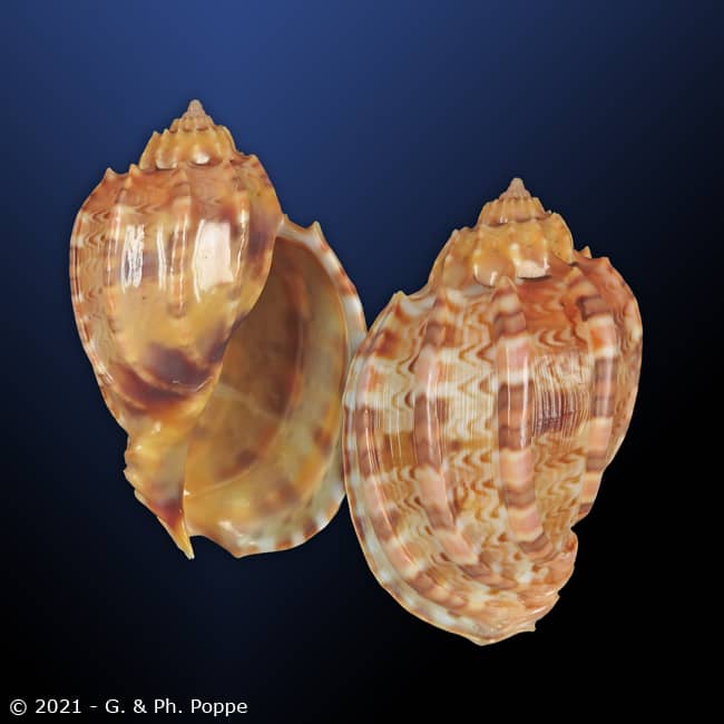 Shell Encyclopedia - Conchological MegaDatabase Iconographic Overview ...