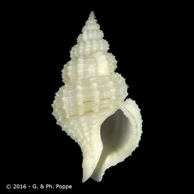 Featured Shells For Sale | Conchology