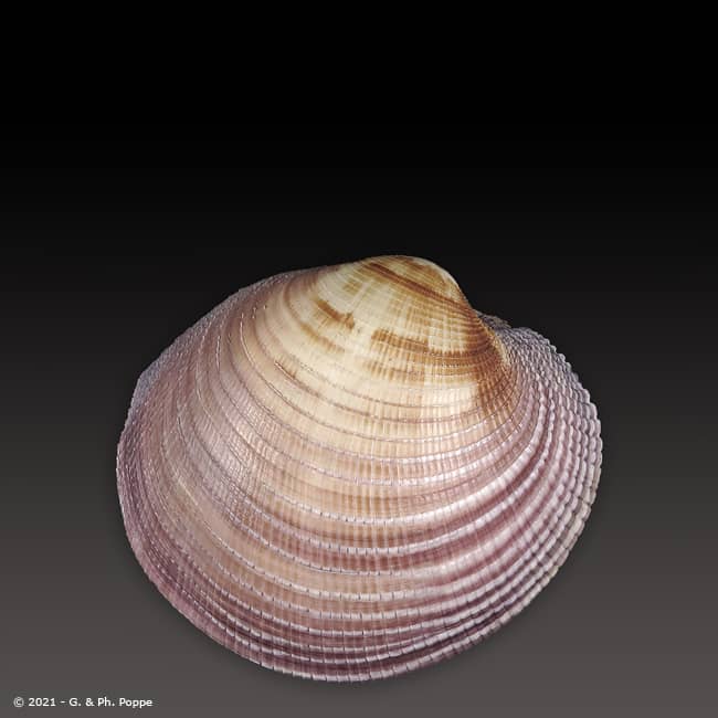 Conchology, Inc. - Auction Catalogue