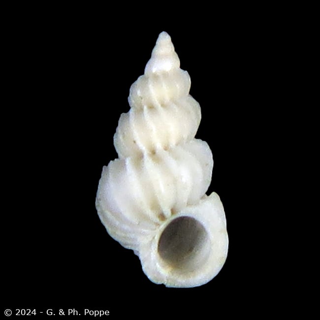 New Additions Shells For Sale | Conchology