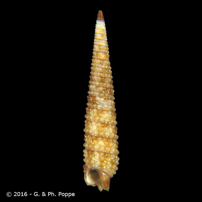 Shell Encyclopedia - Conchological MegaDatabase Iconographic Overview ...