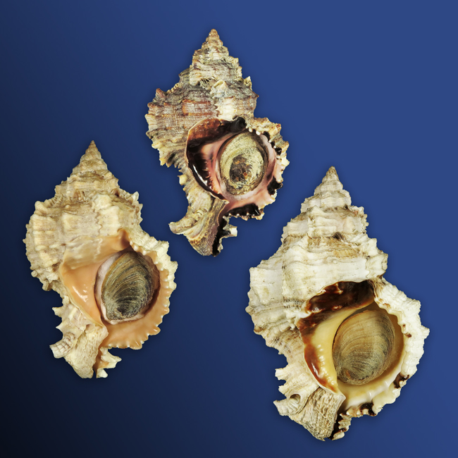 Shell Encyclopedia - Worms Details | Conchology | Conchology