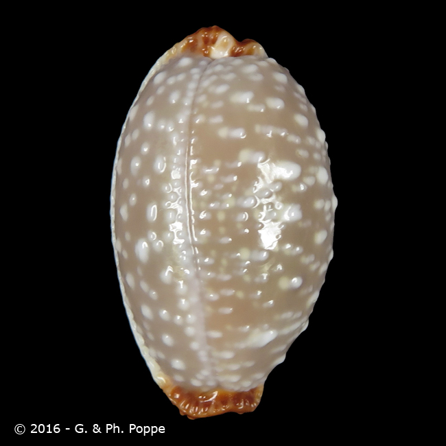 Featured Shells For Sale | Conchology