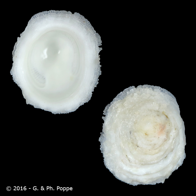 Shell Encyclopedia - Conchological MegaDatabase Iconographic Overview ...