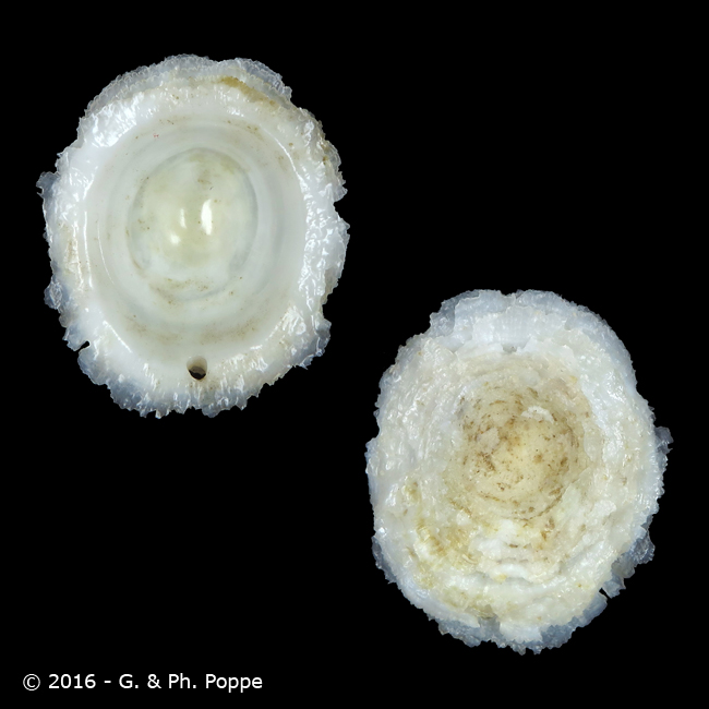 Shell Encyclopedia - Conchological MegaDatabase Iconographic Overview ...