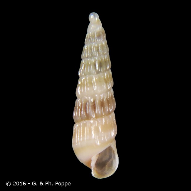 Shell Encyclopedia - Conchological MegaDatabase Iconographic Overview on Mollusks ...