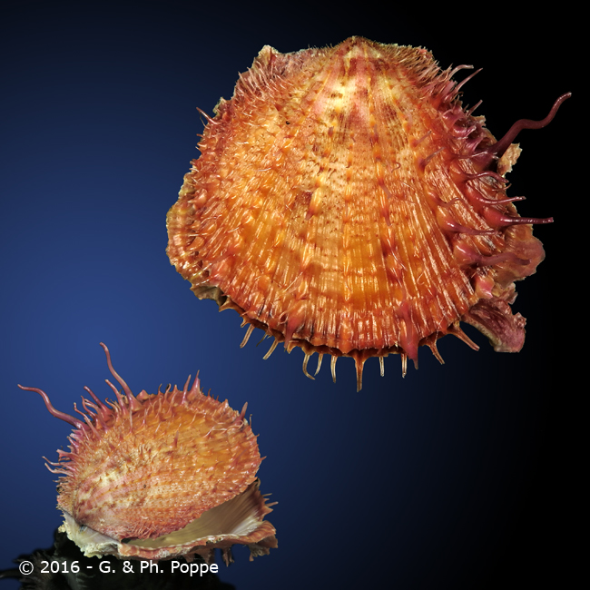 Shell Encyclopedia - Conchological MegaDatabase Iconographic Overview ...