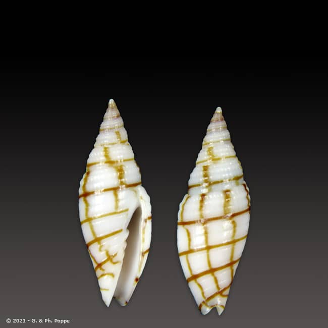 Conchology, Inc. - Auction Catalogue