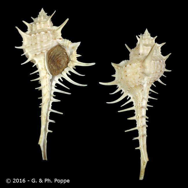 Shell Encyclopedia - Worms Details | Conchology | Conchology