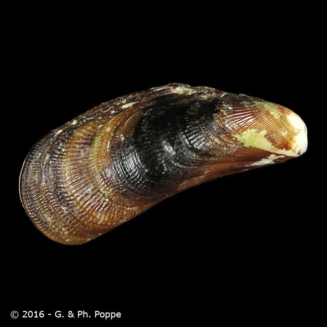 Shell Encyclopedia - Worms Details | Conchology | Conchology