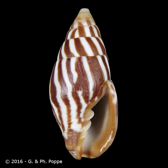 Featured Shells For Sale | Conchology