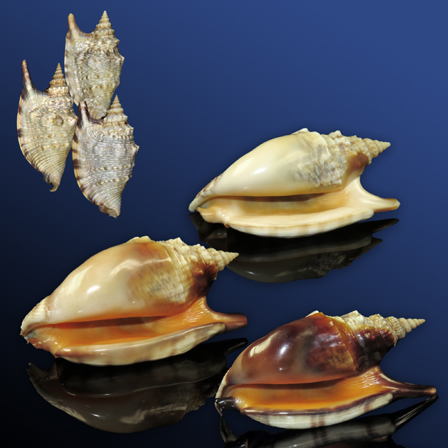 Shell Encyclopedia - Worms Details | Conchology | Conchology