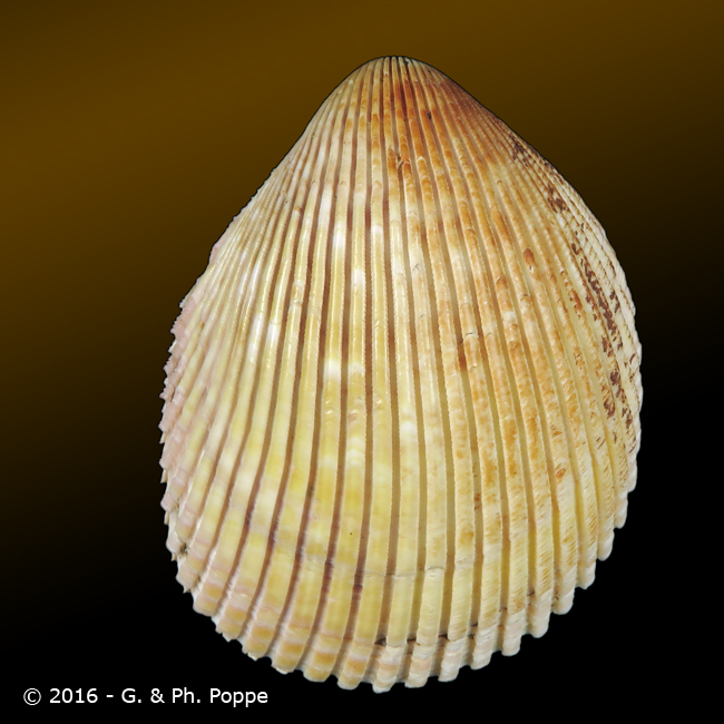 Shell Encyclopedia - Worms Details | Conchology | Conchology