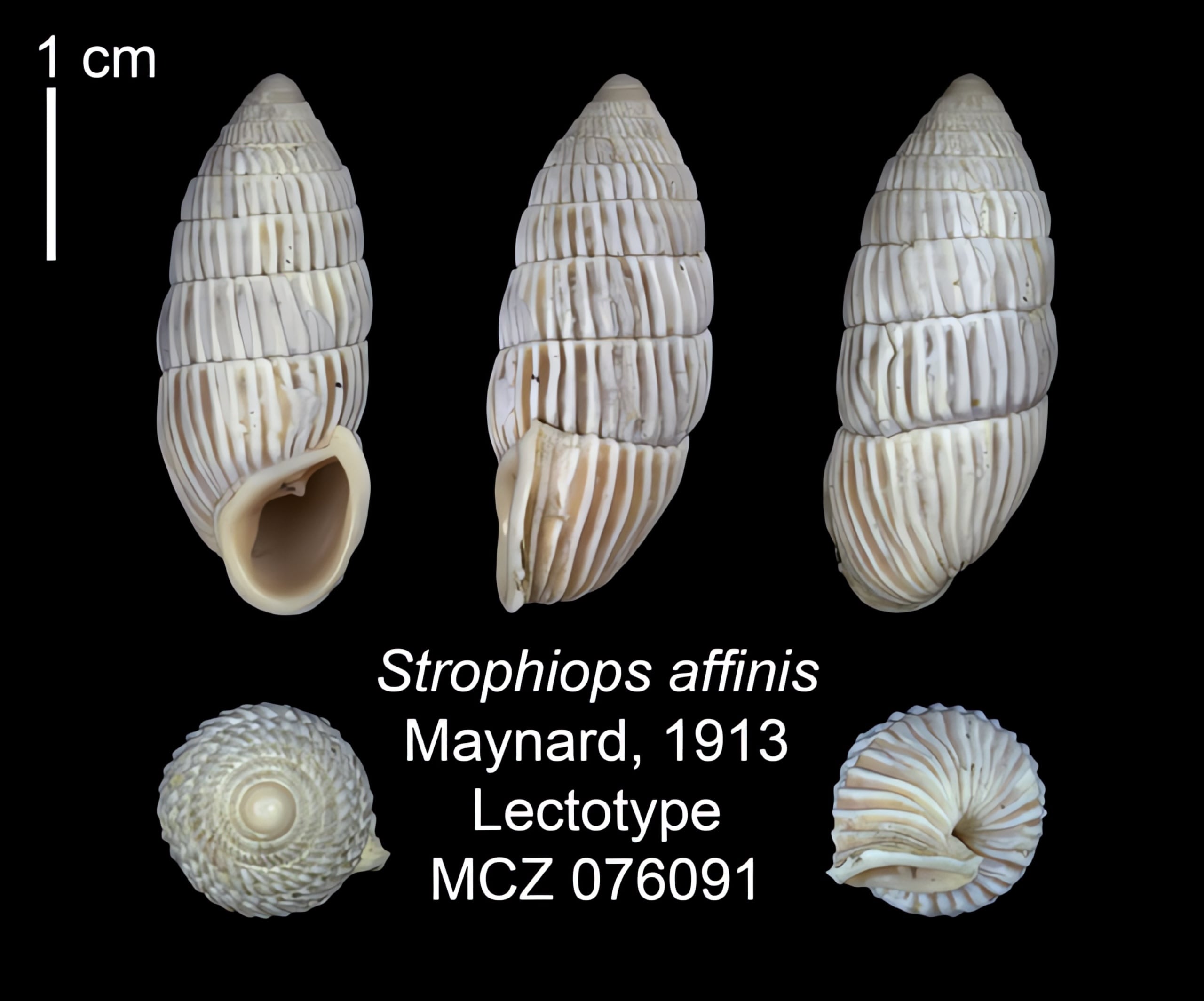 Cerion by Harasewych | Conchology - Cerion by Harasewych