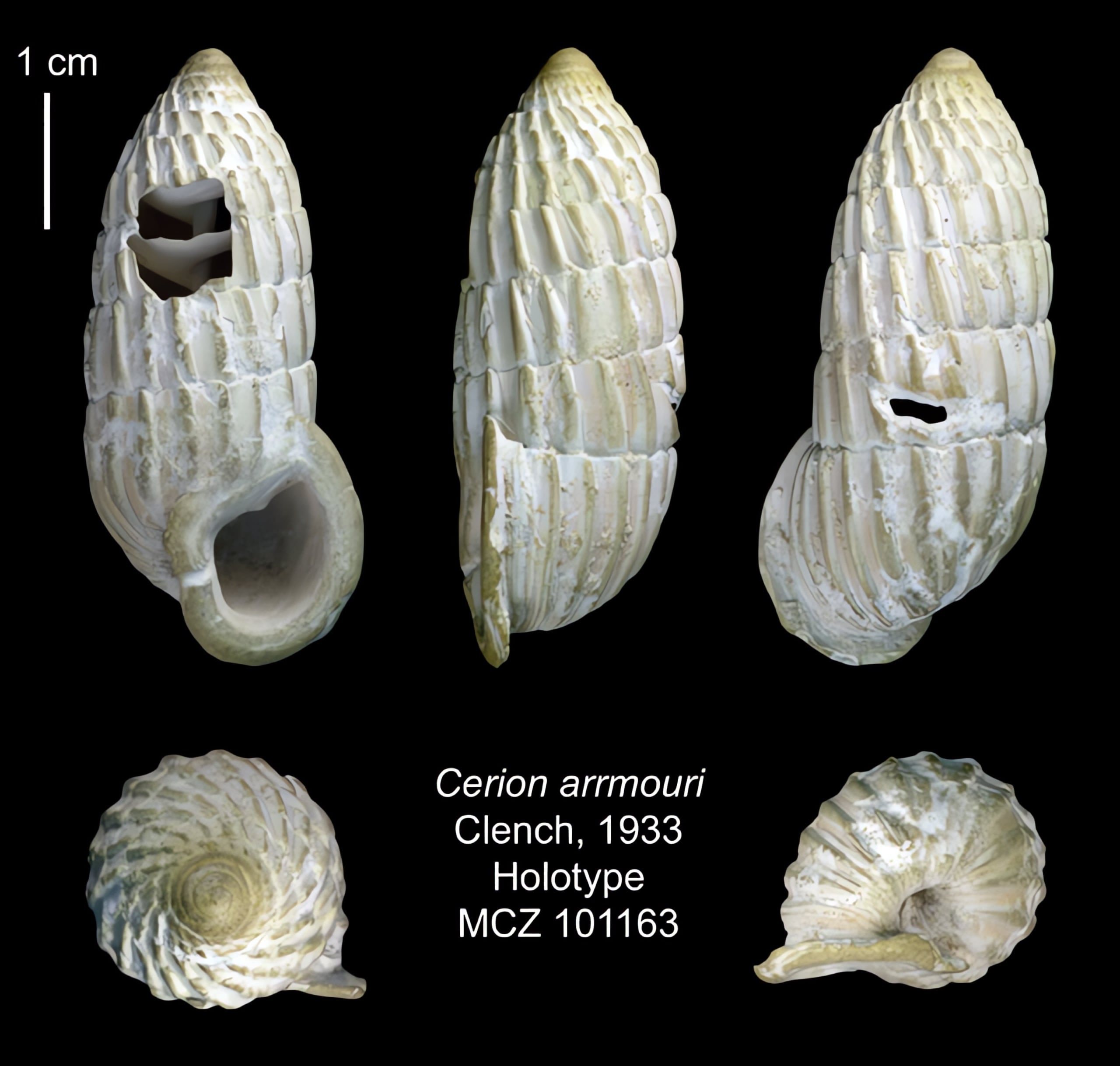The Cerion | Conchology