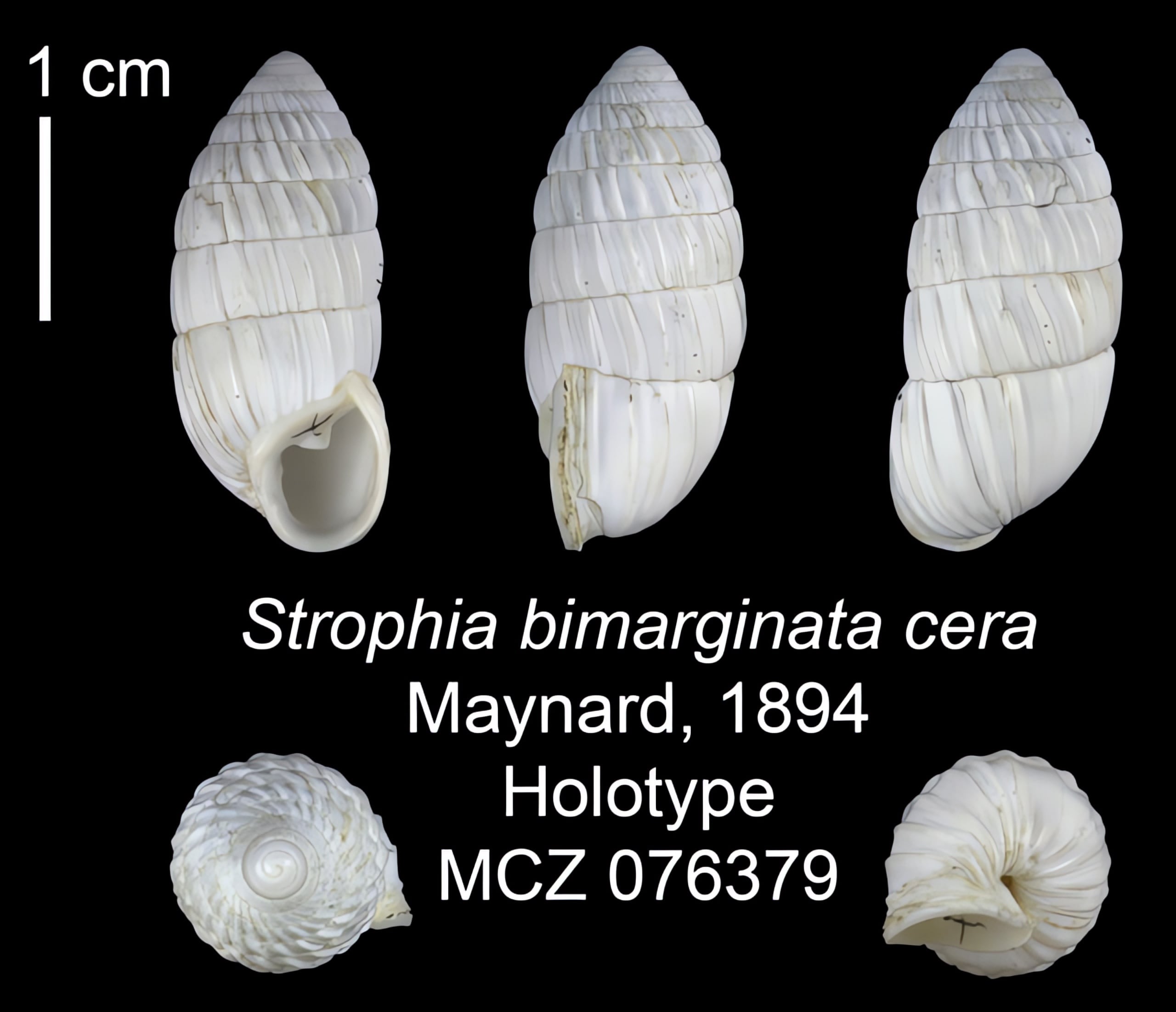 The Cerion | Conchology