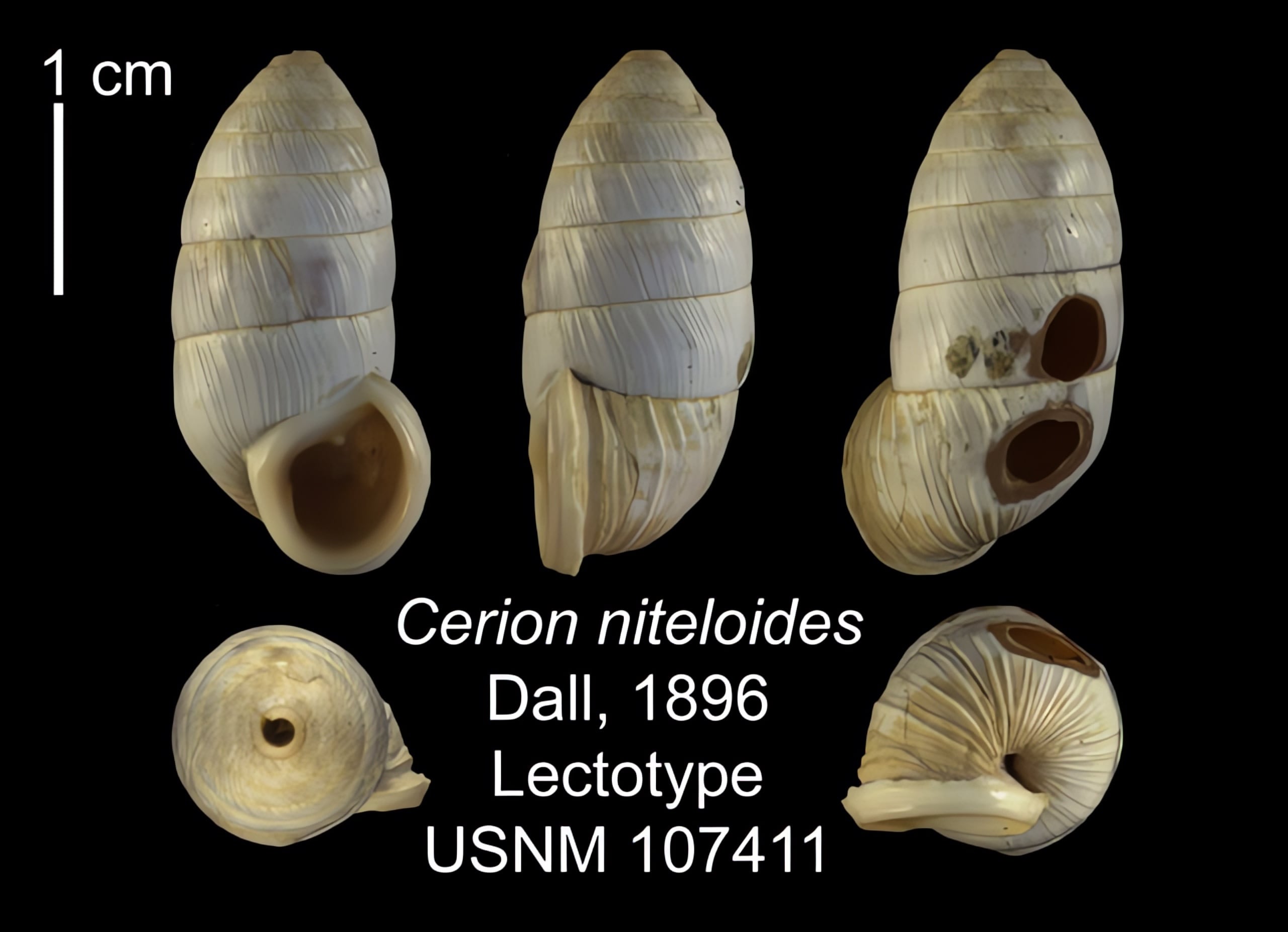 The Cerion | Conchology