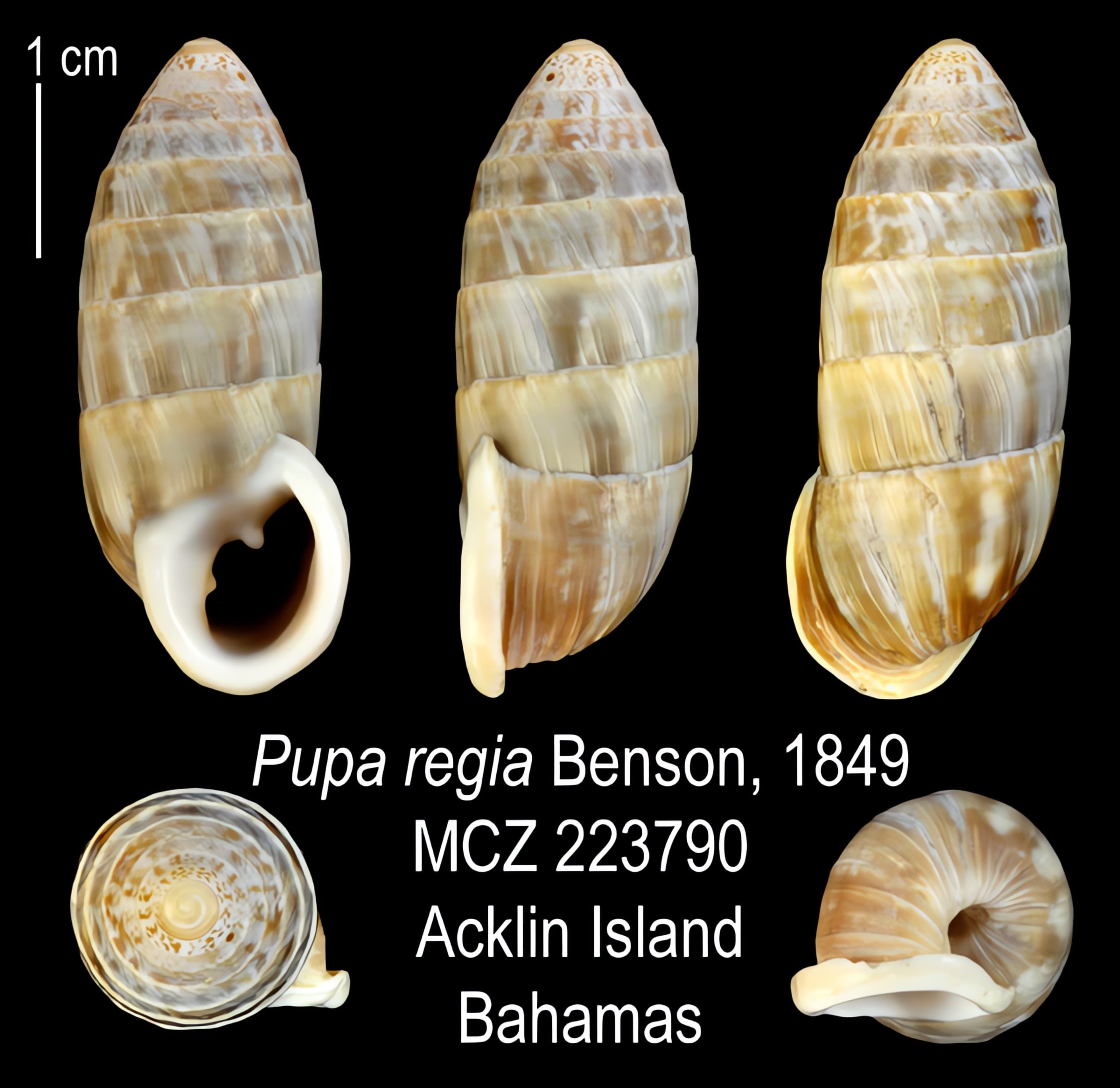 The Cerion | Conchology