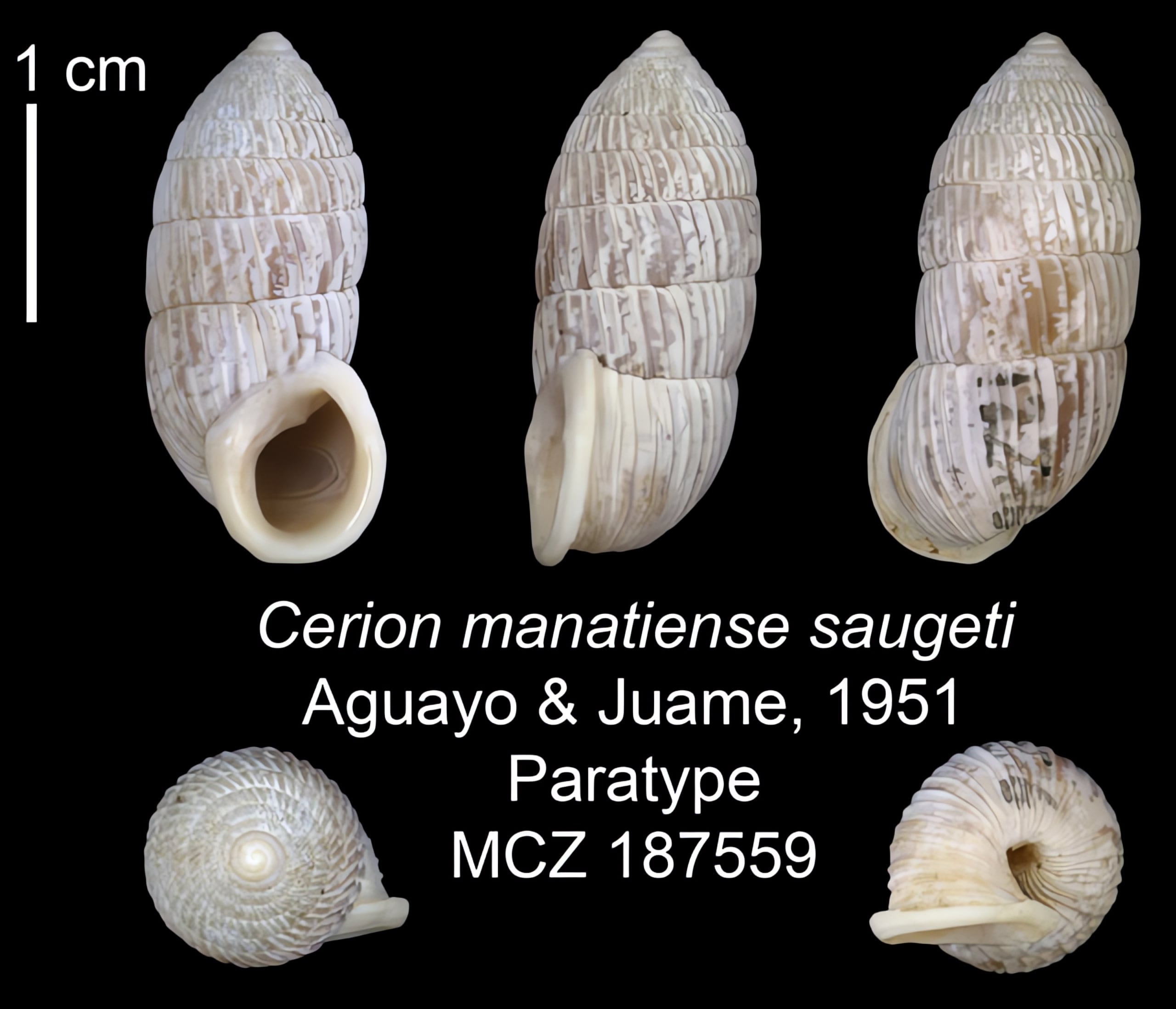 The Cerion | Conchology