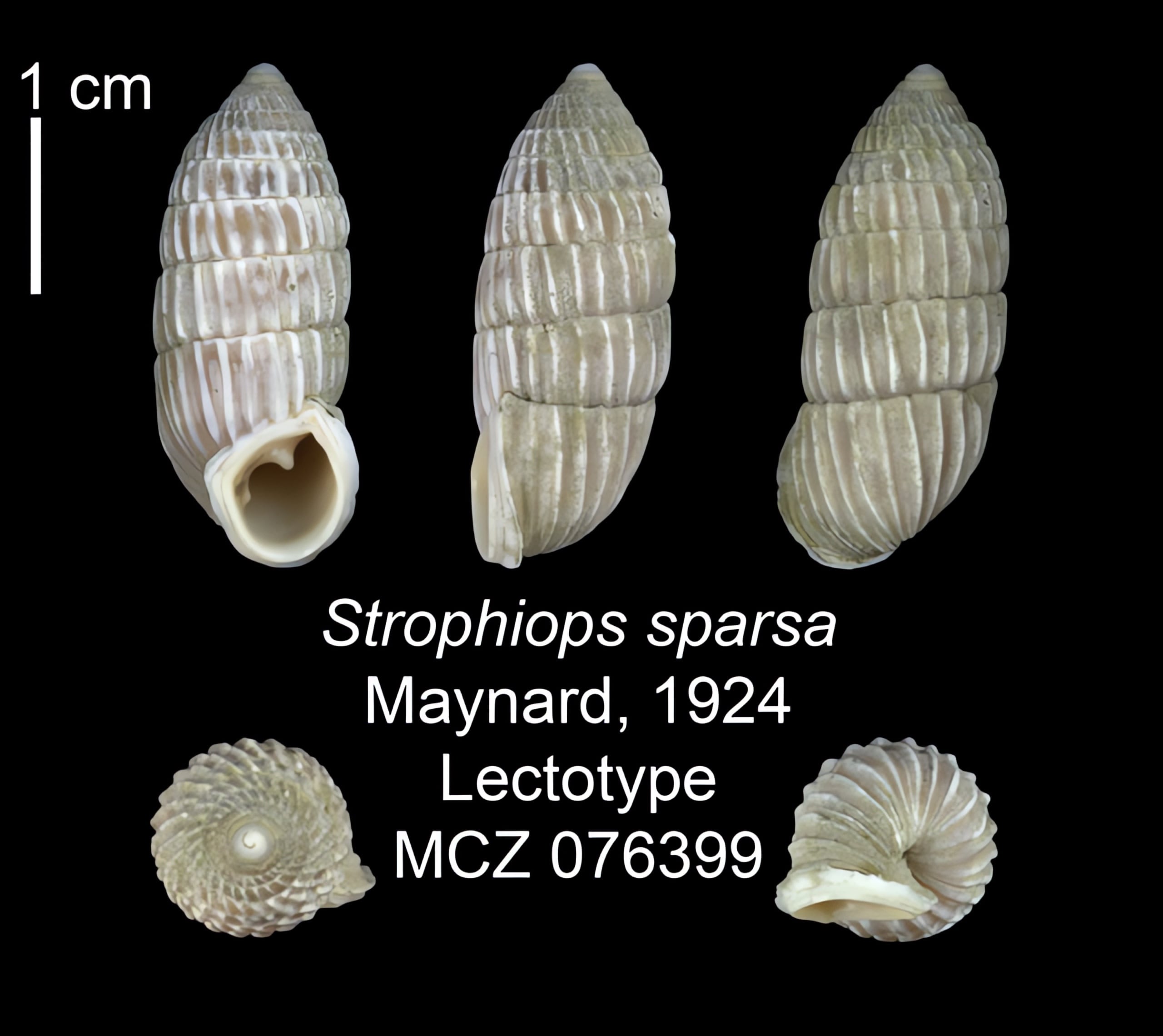 The Cerion | Conchology