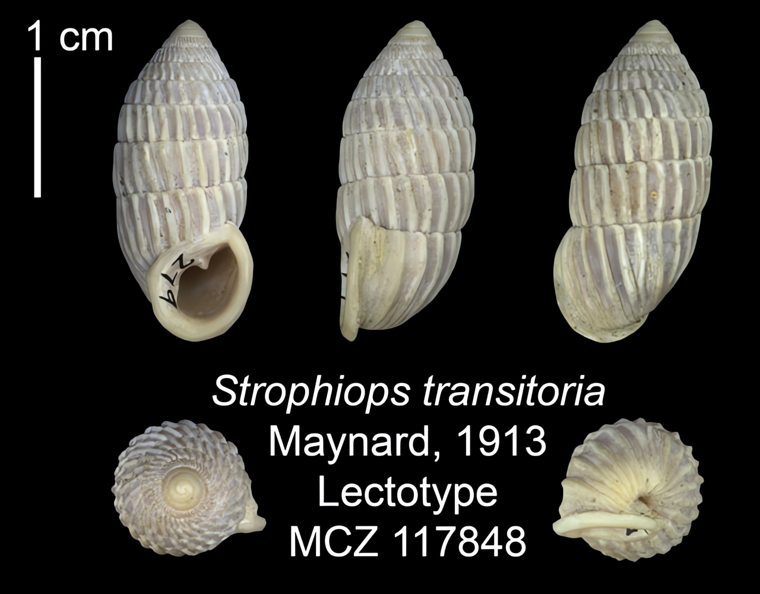 The Cerion | Conchology