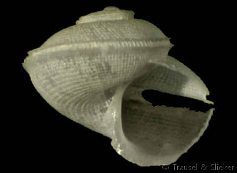 Anatoma maxima - Gastropods by Eddie Hardy