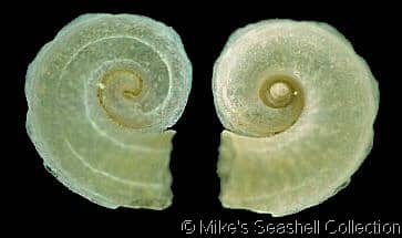Atlanta (Fusca sp. group) fusca - Gastropods by Eddie Hardy
