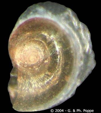 Atlanta (Fusca sp. group) fusca - Gastropods by Eddie Hardy