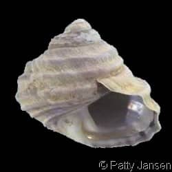 Austrocochlea constricta - Gastropods by Eddie Hardy