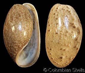 Bulla solida - Gastropods by Eddie Hardy