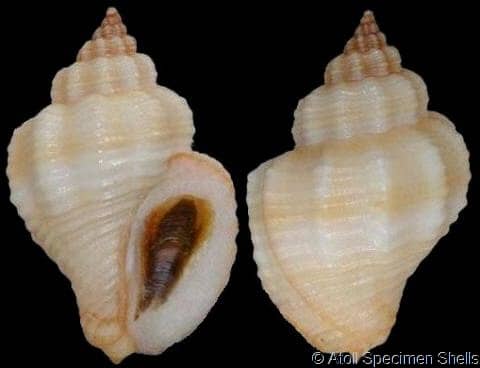 Cantharus tranquebaricus - Gastropods by Eddie Hardy