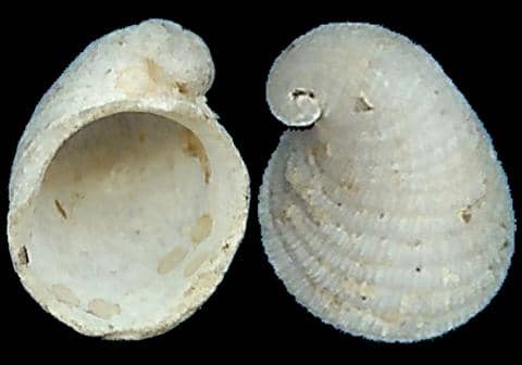 Hipponix incurvus - Gastropods by Eddie Hardy