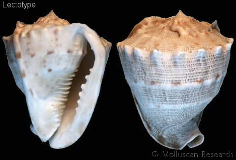 CASSIDAE - Gastropods by Eddie Hardy